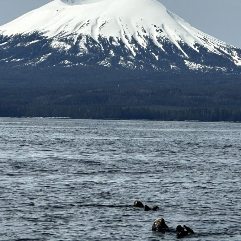 Whale Watching Boat Tour | Bumble Expeditions
